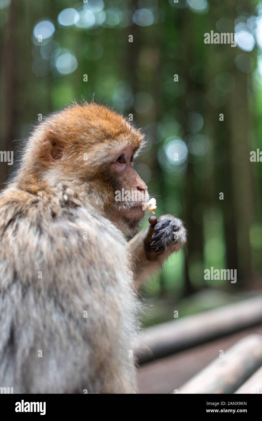 macaque monkey portrait with rainforest background closeup fluffy cute ...