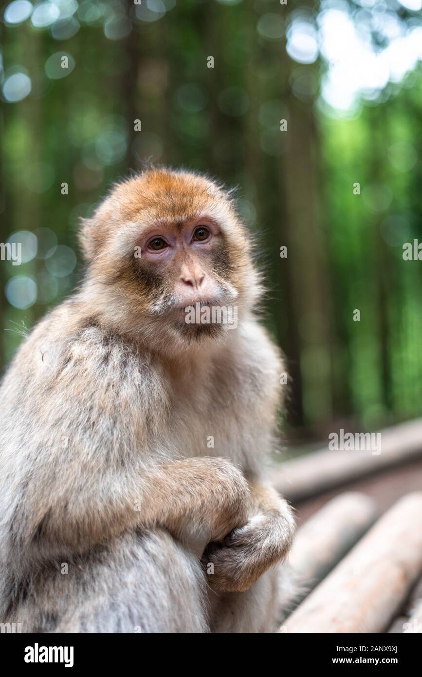 macaque monkey portrait with rainforest background closeup fluffy cute ...