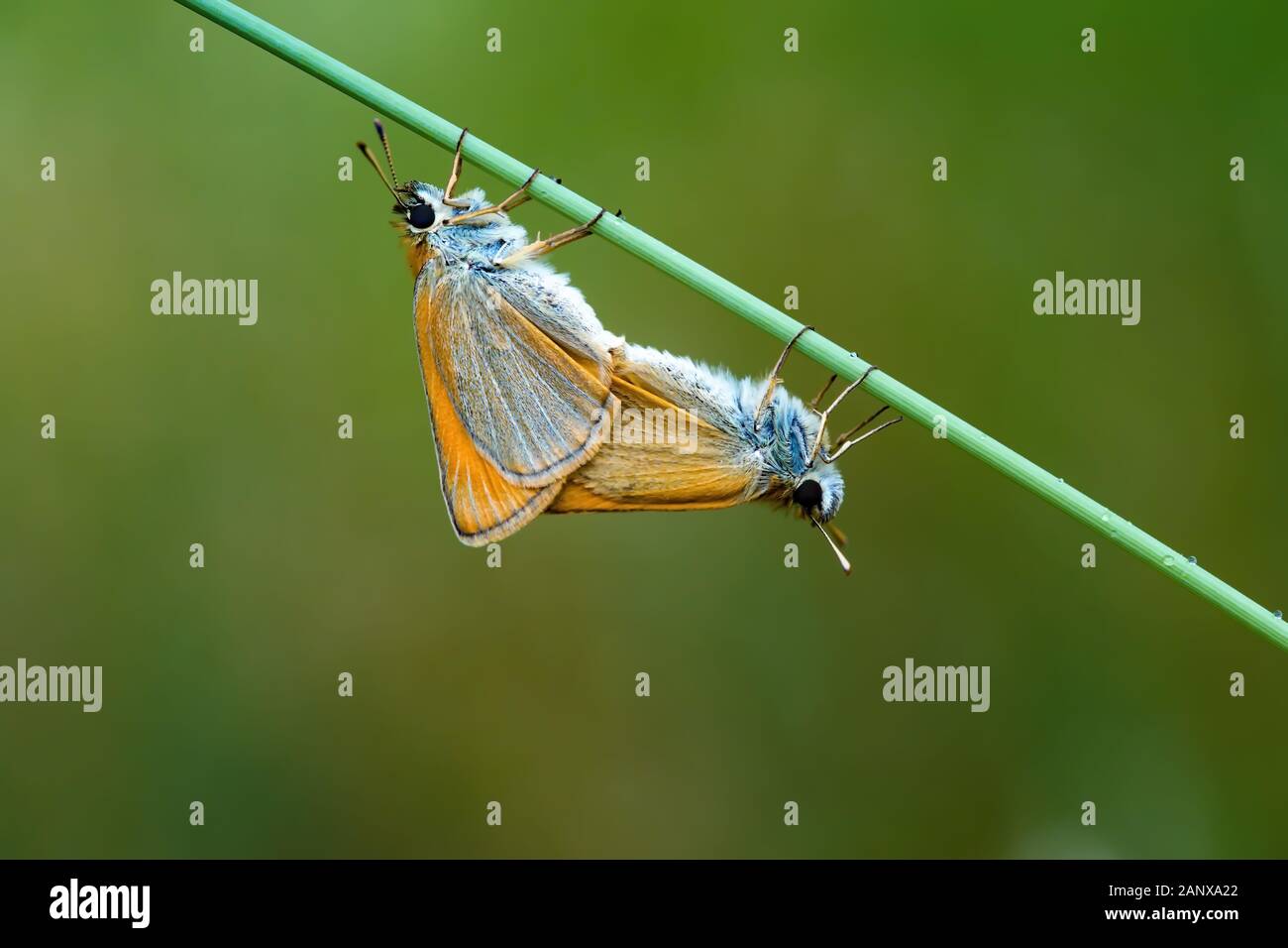 meadow brown butterfly. butterflies in love mate Stock Photo - Alamy