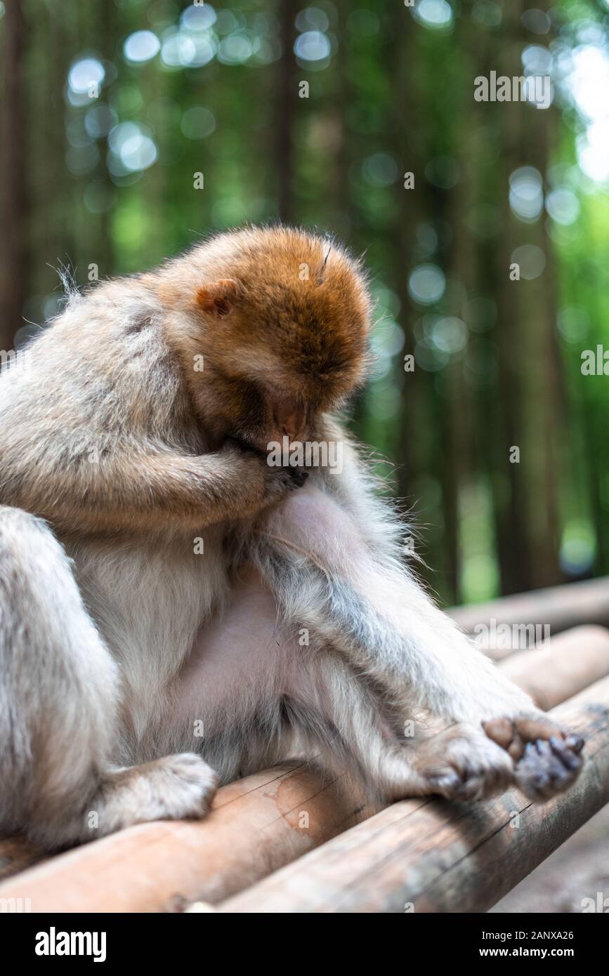 Hainan Monkey High Resolution Stock Photography and Images - Alamy