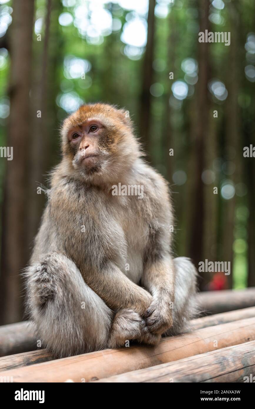 macaque monkey portrait with rainforest background closeup fluffy cute ...