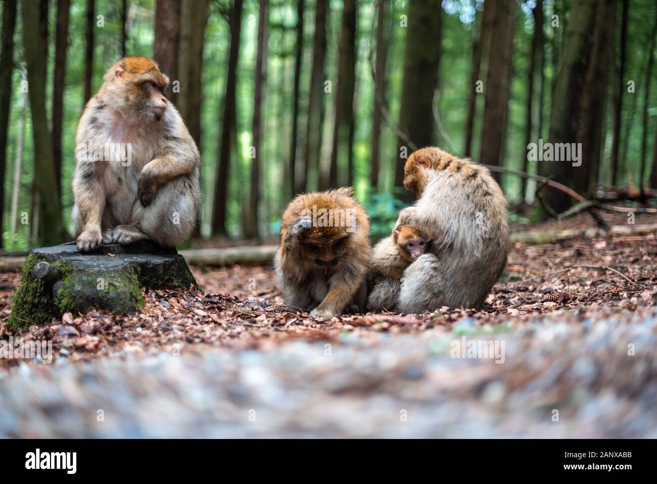 family of monkeys cute bond together hug play fun kid parents shildhood ...