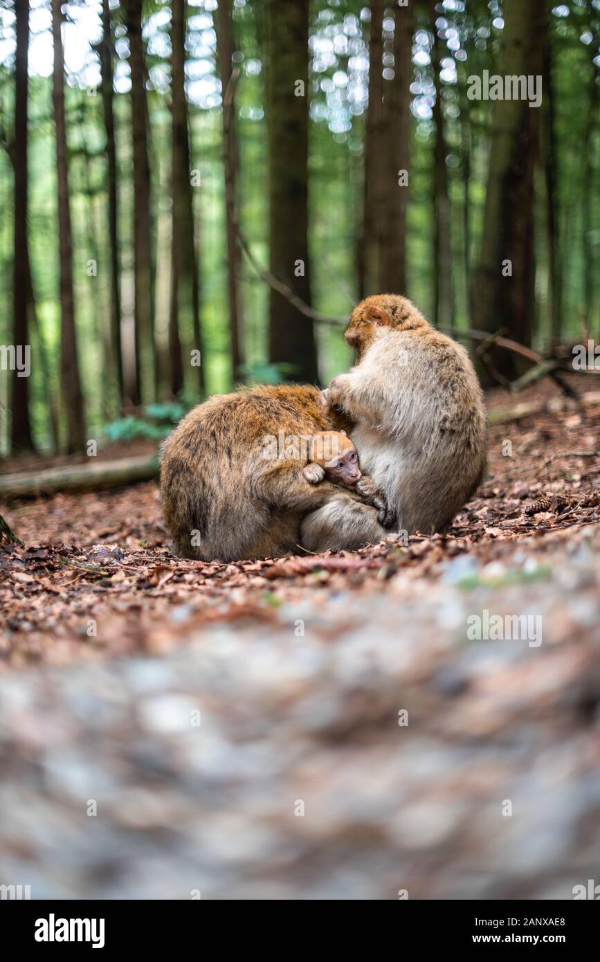 family of monkeys cute bond together hug play fun kid parents shildhood ...