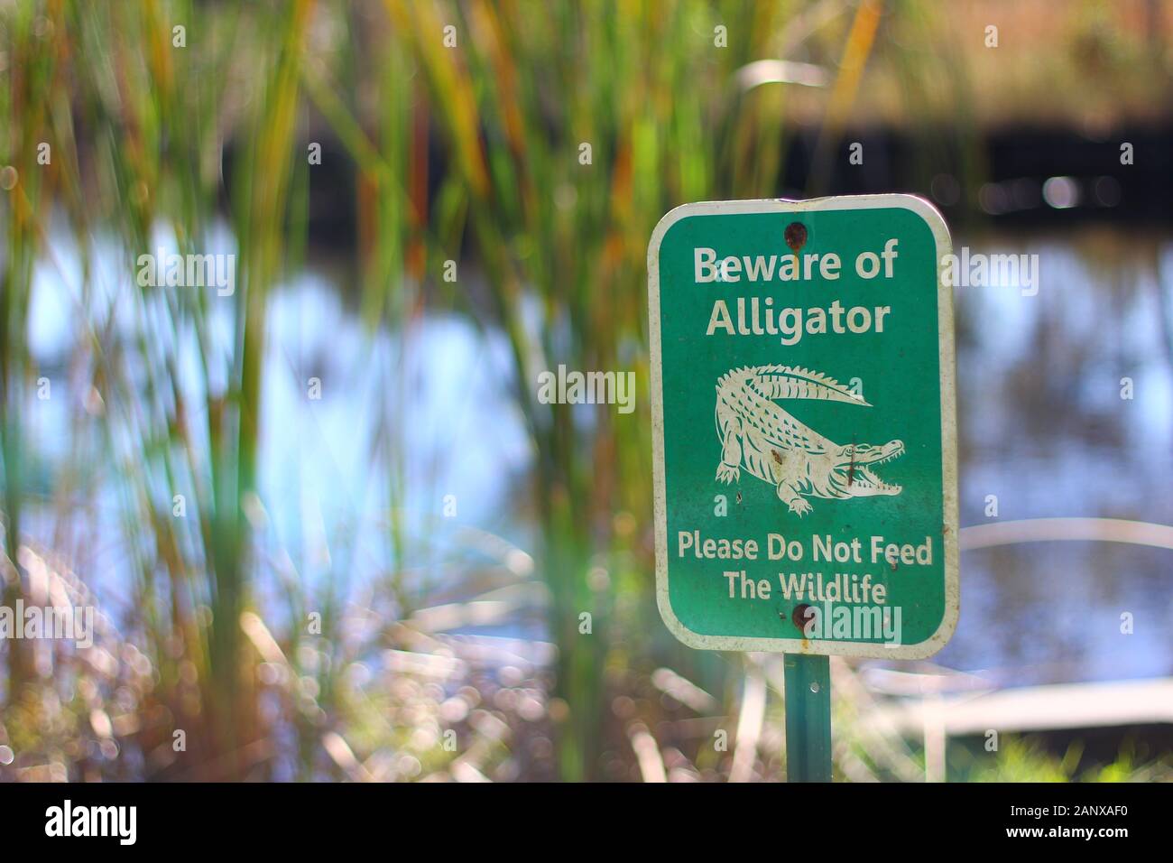 Alligator Warning Sign, Florida Stock Photo - Alamy