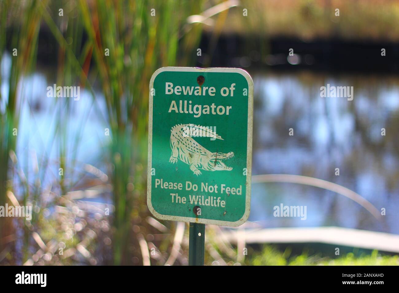 Alligator Warning Sign, Florida Stock Photo - Alamy