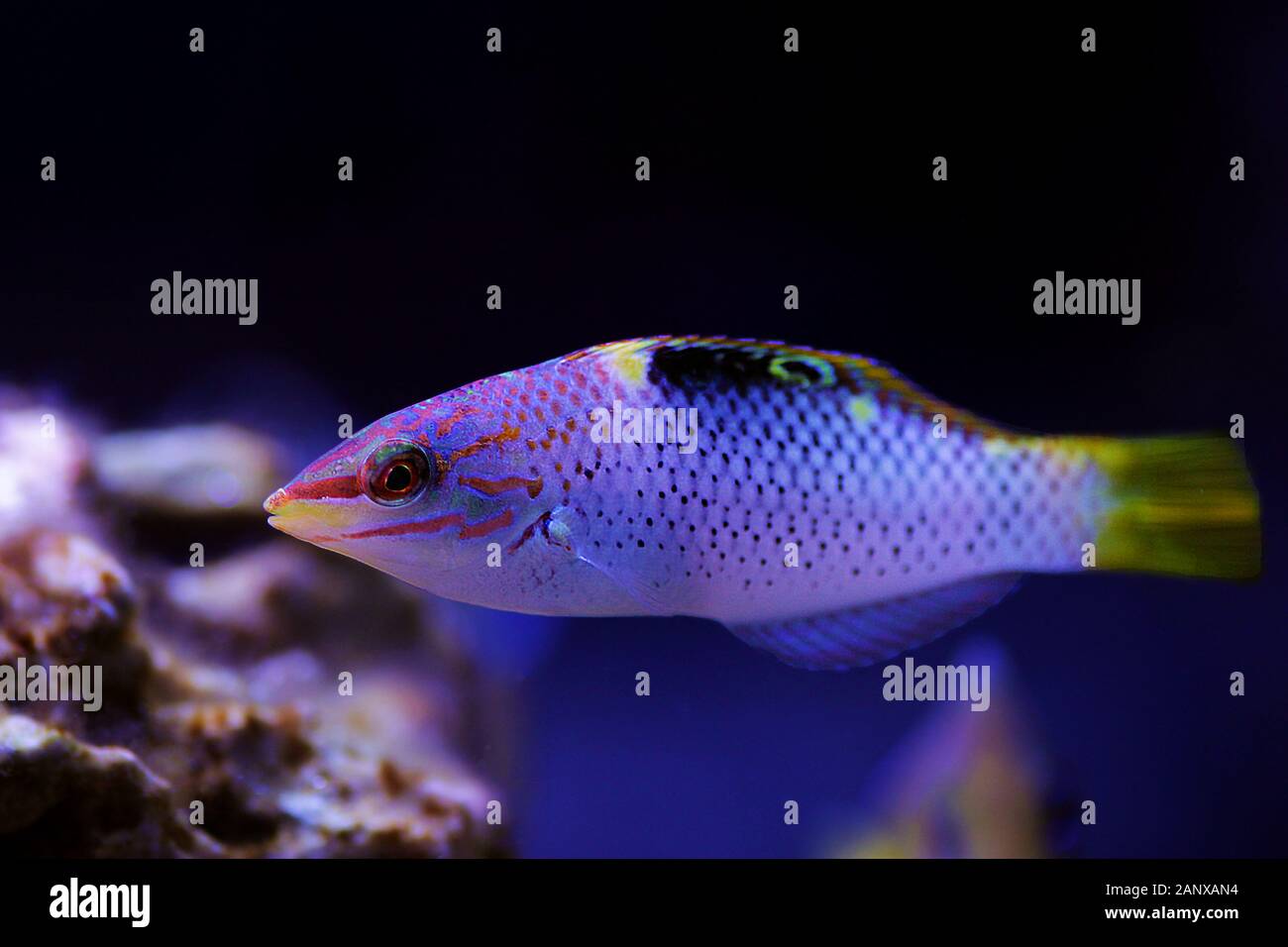 Marble Hortulanus Wrasse - (Halichoeres hortulanus Stock Photo - Alamy