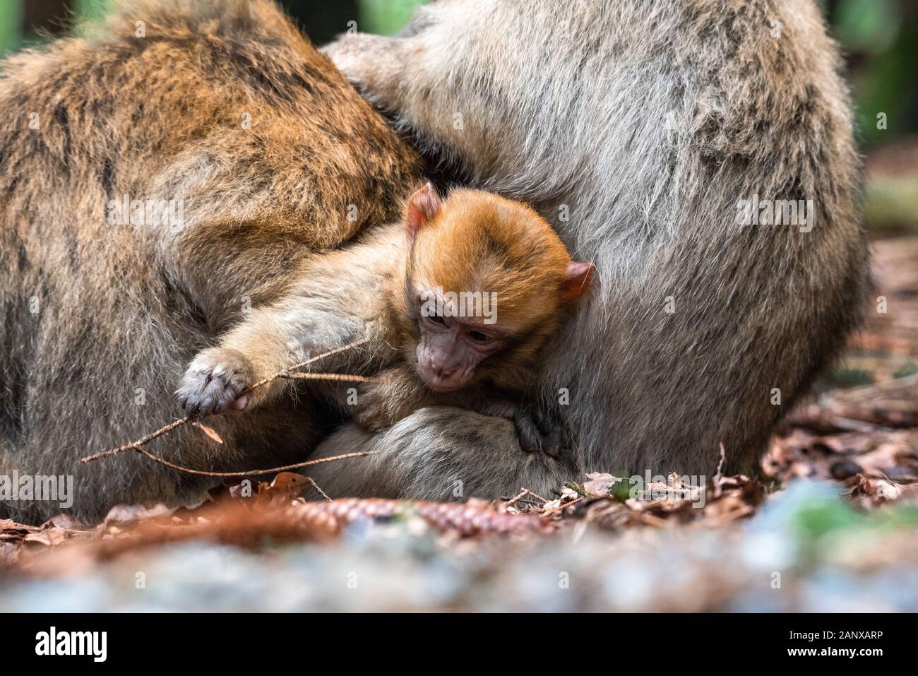 Monkey family at sacred monkey forest germany Close up Monkey baby ...