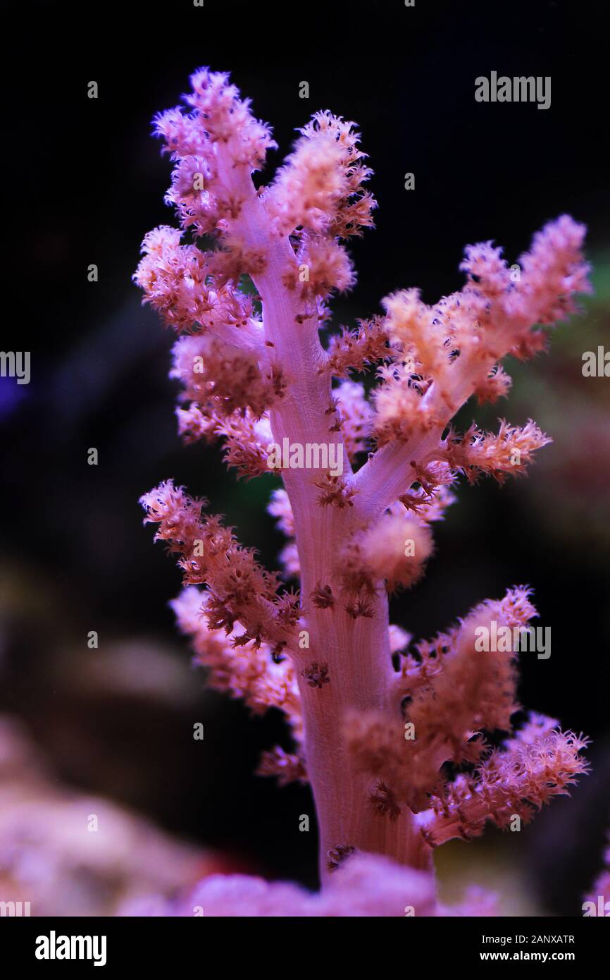 Nephthea coral hi-res stock photography and images - Alamy