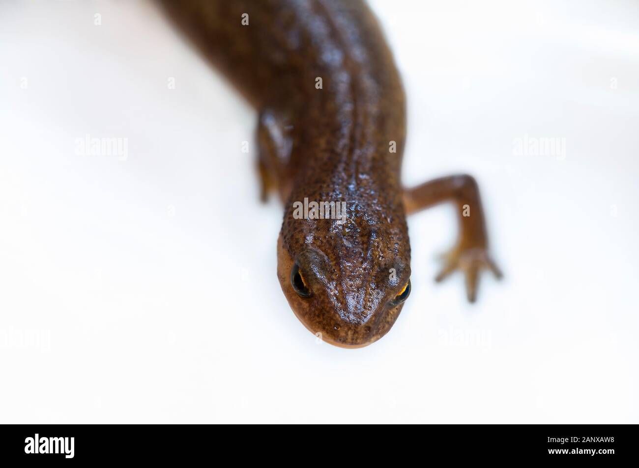 Close up view from above of the head of a common newt, or smooth newt ...