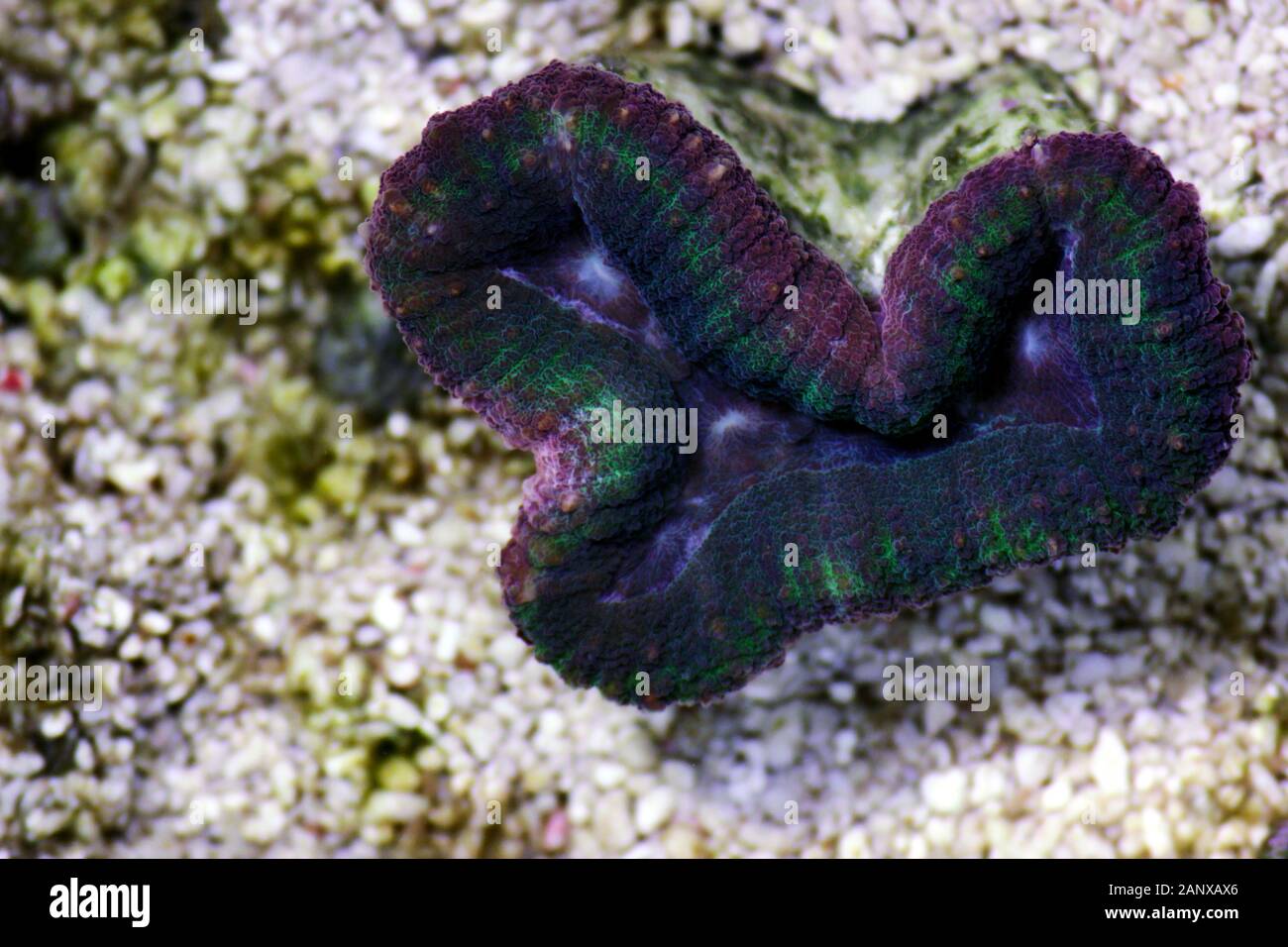 The Folded Brain Coral - (Wellsophyllia radiata Stock Photo - Alamy