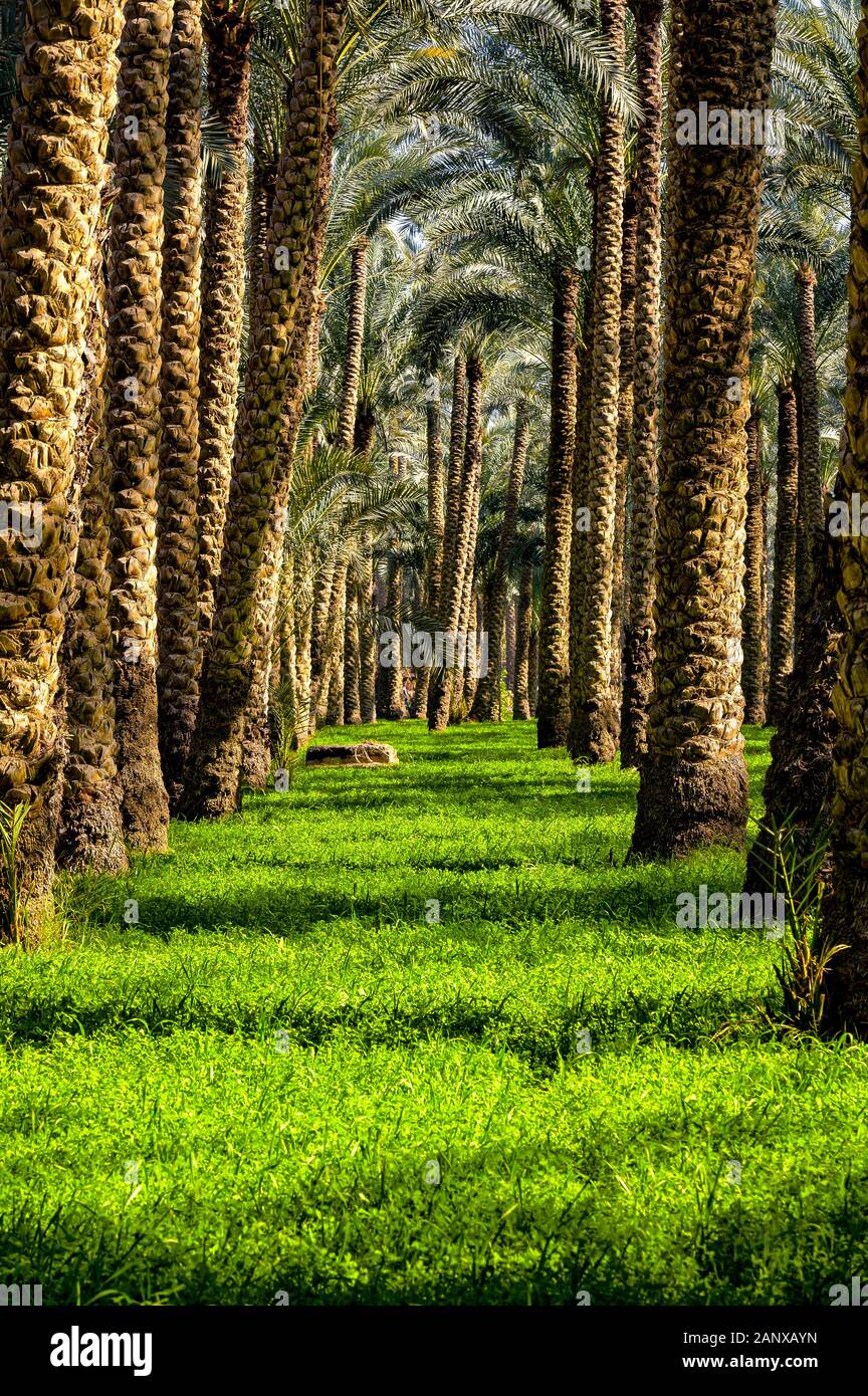 Palm tree grove hi-res stock photography and images - Alamy