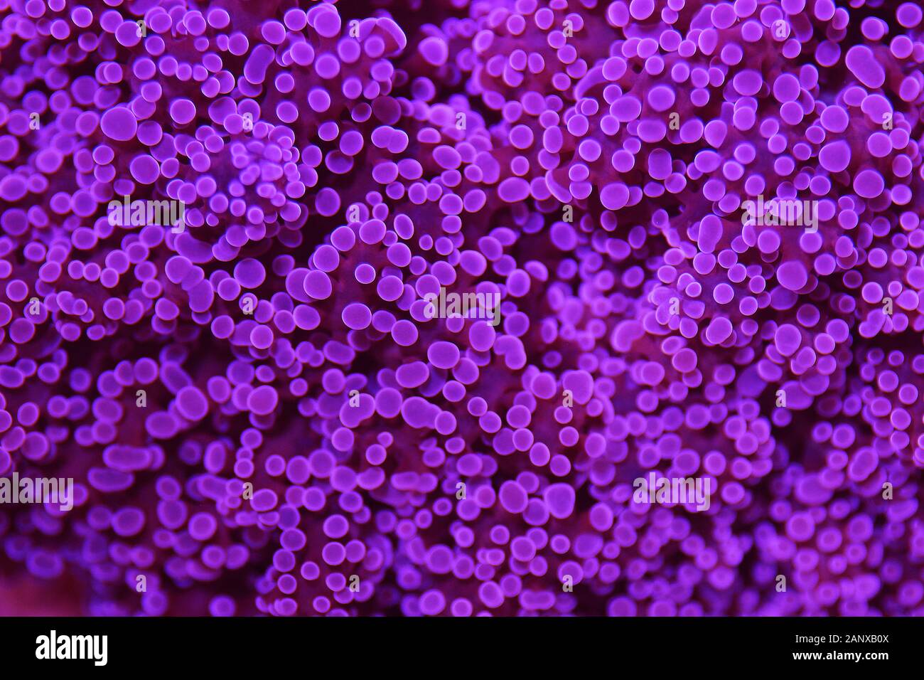 Frogspawn coral hi-res stock photography and images - Alamy