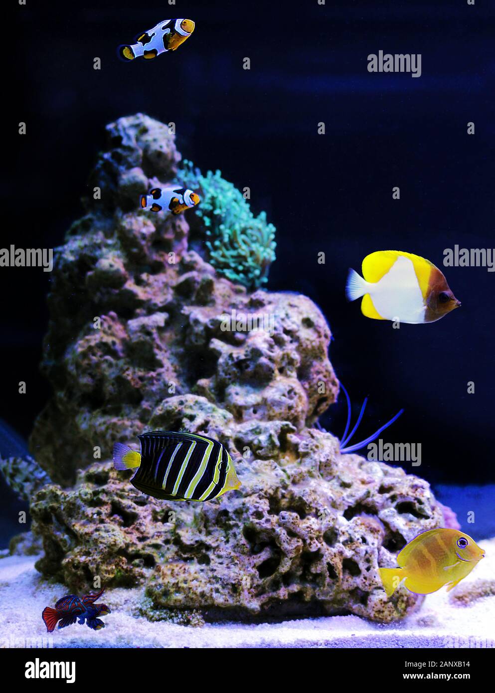 Amazing colorful saltwater Coral Reef Aquarium Tank Stock Photo - Alamy