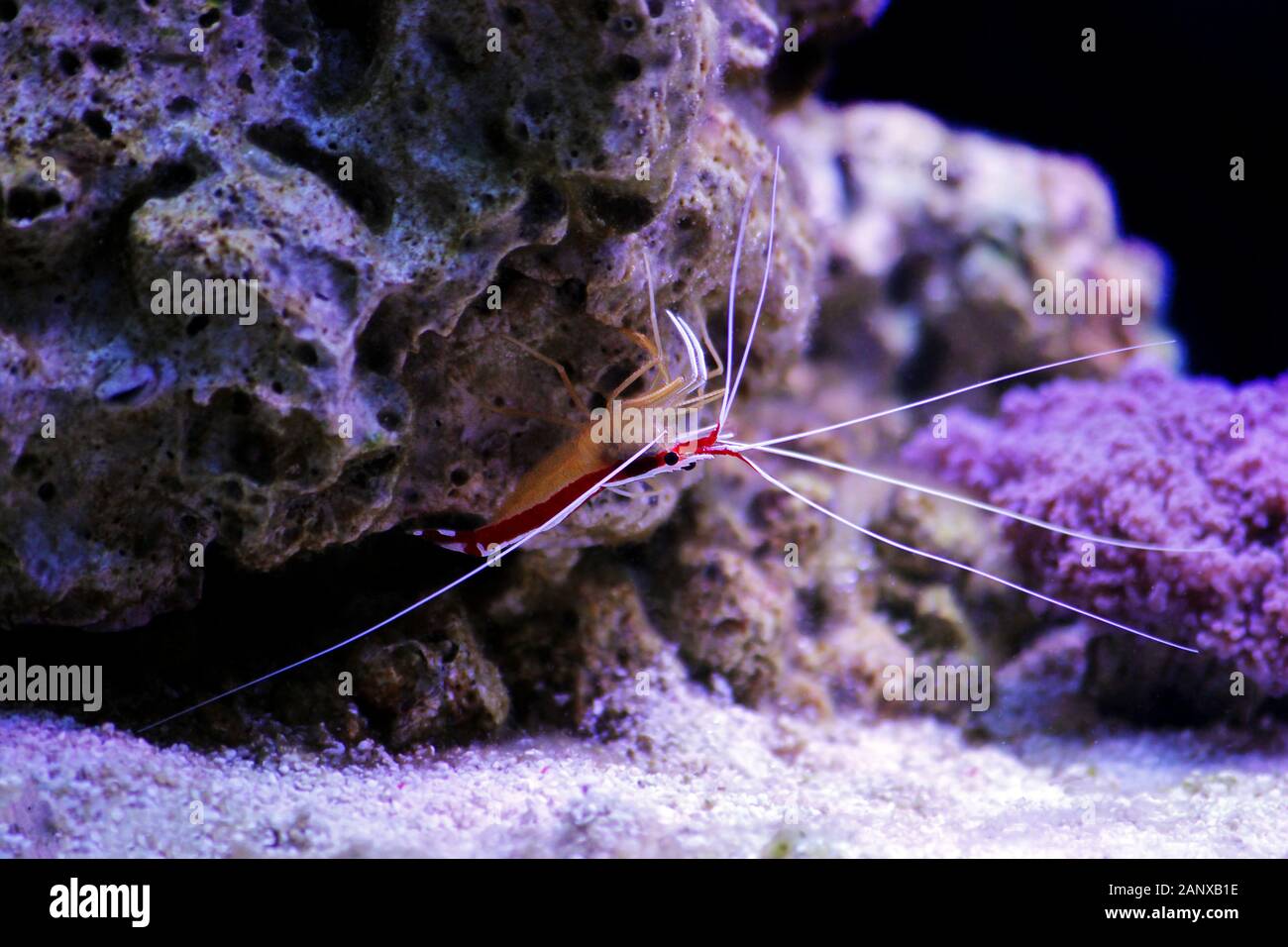Lysmata amboinensis - Saltwater cleaner shrimp, invertebrate creature ...