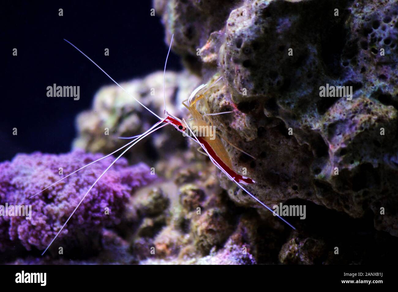 Saltwater Cleaner Shrimp
