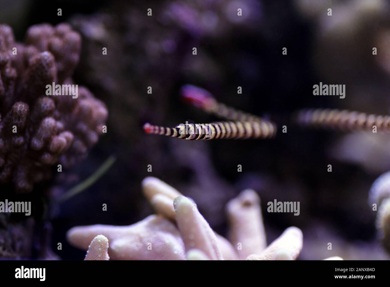 Male banded pipefish hi-res stock photography and images - Alamy