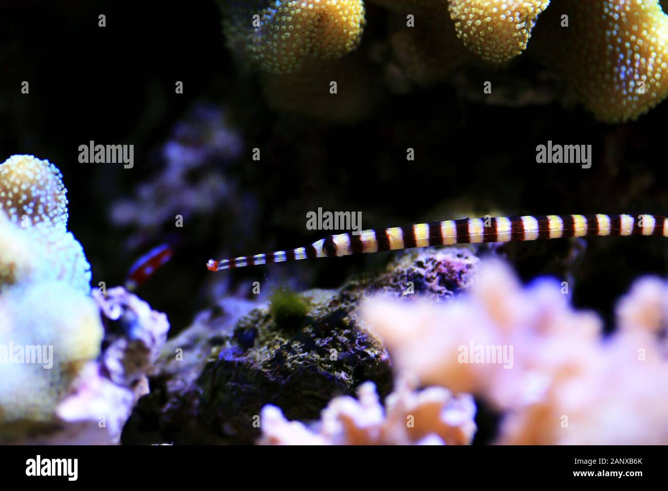 Banded pipefish hi-res stock photography and images - Alamy