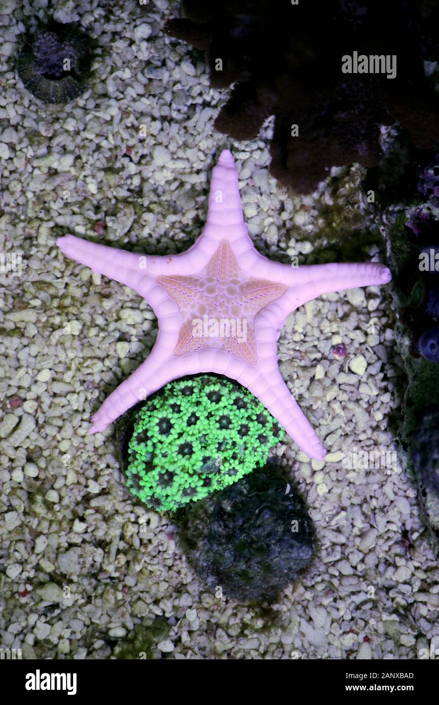 Double seastar hi-res stock photography and images - Alamy