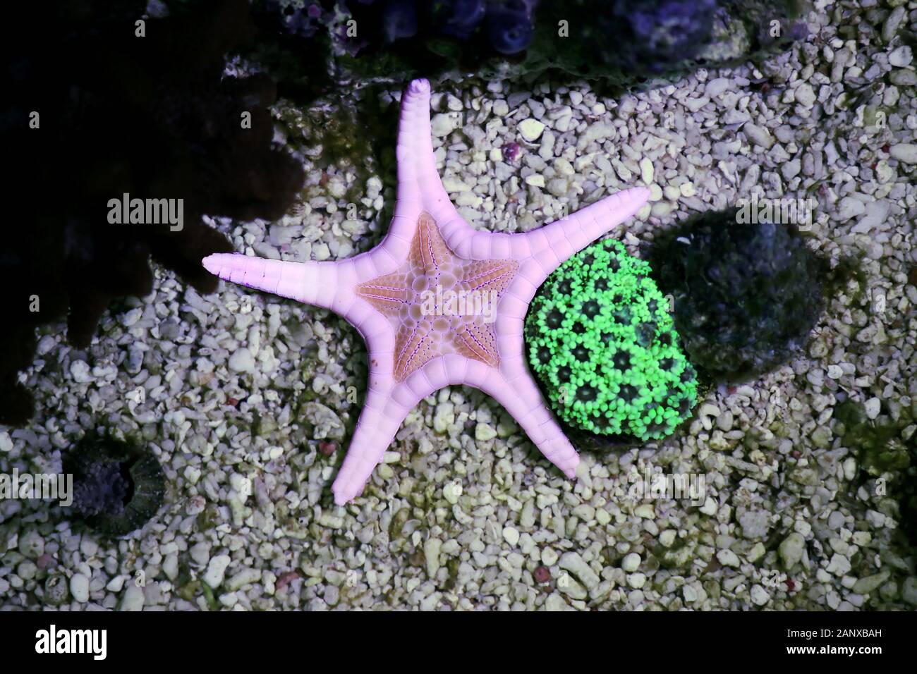 Icon Double Sea Star (Iconaster longimanus Stock Photo - Alamy