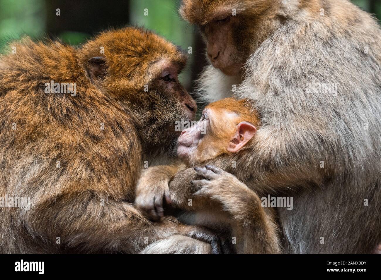 Monkey family at sacred monkey forest germany Close up Monkey baby ...