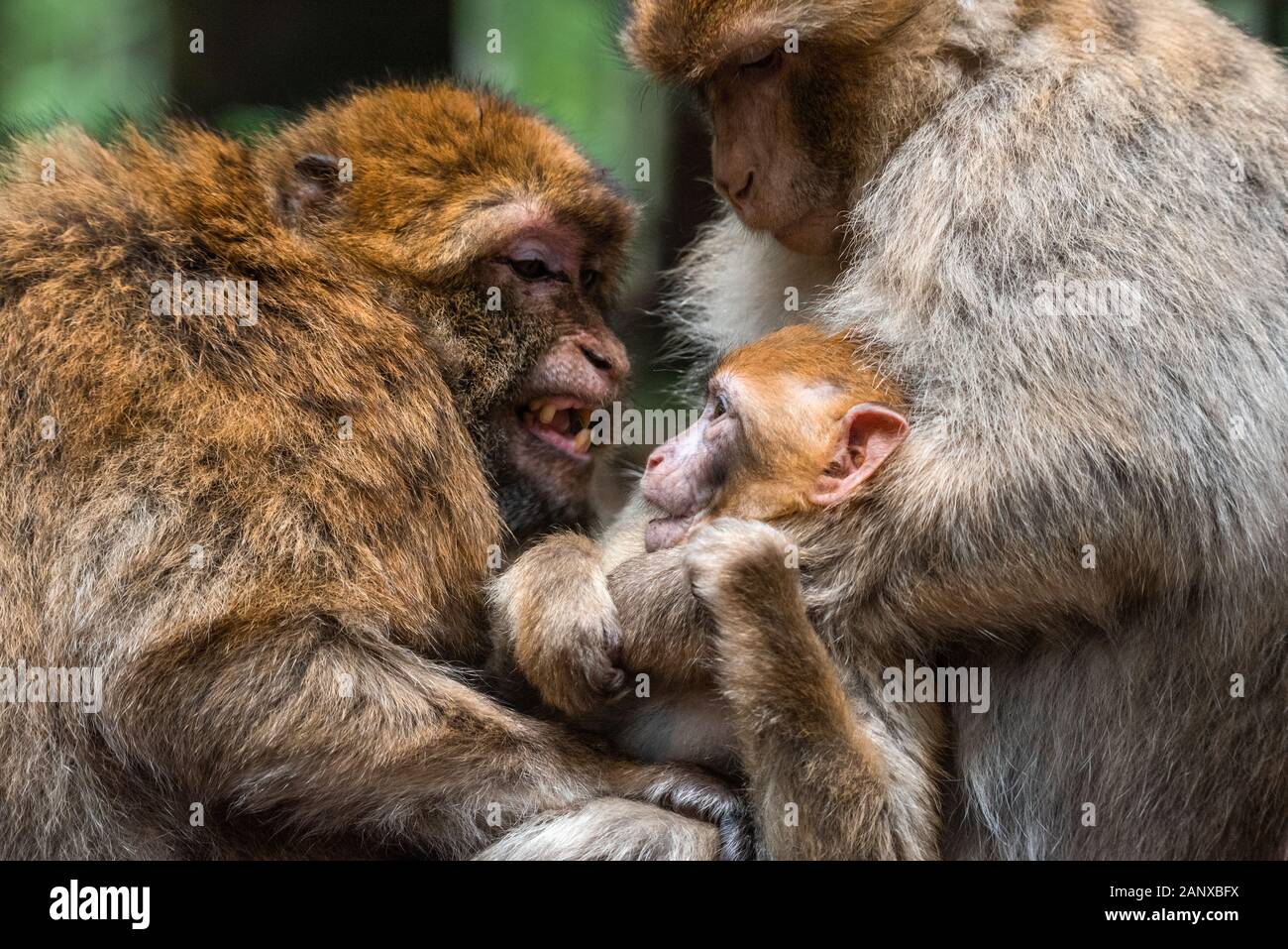 Monkey family at sacred monkey forest germany Close up Monkey baby ...