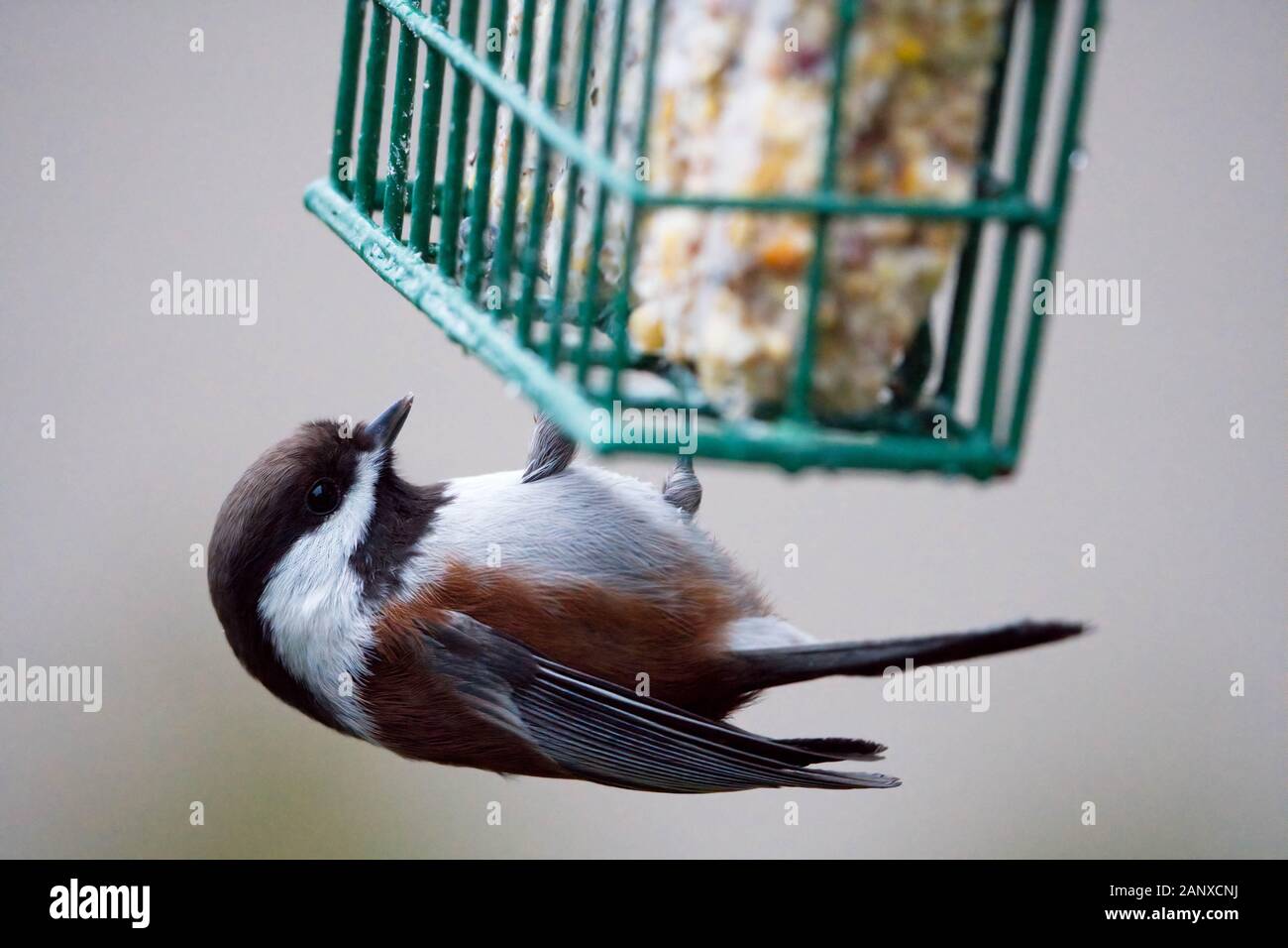 Suet feeder hi-res stock photography and images - Alamy