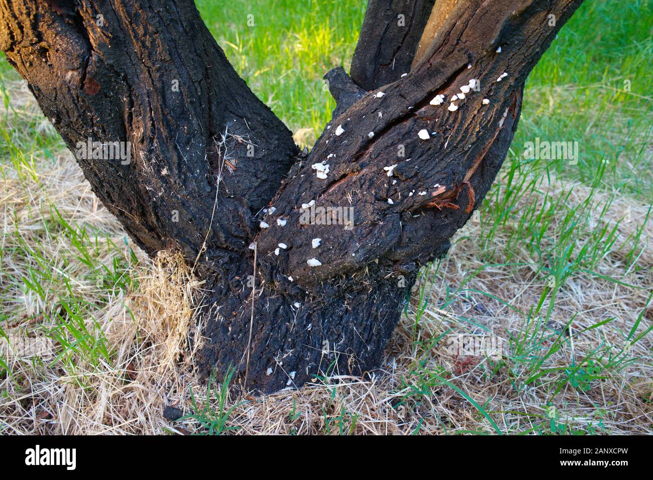 Armillaria. root caries disease. parasitic fungal disease. cherry tree ...