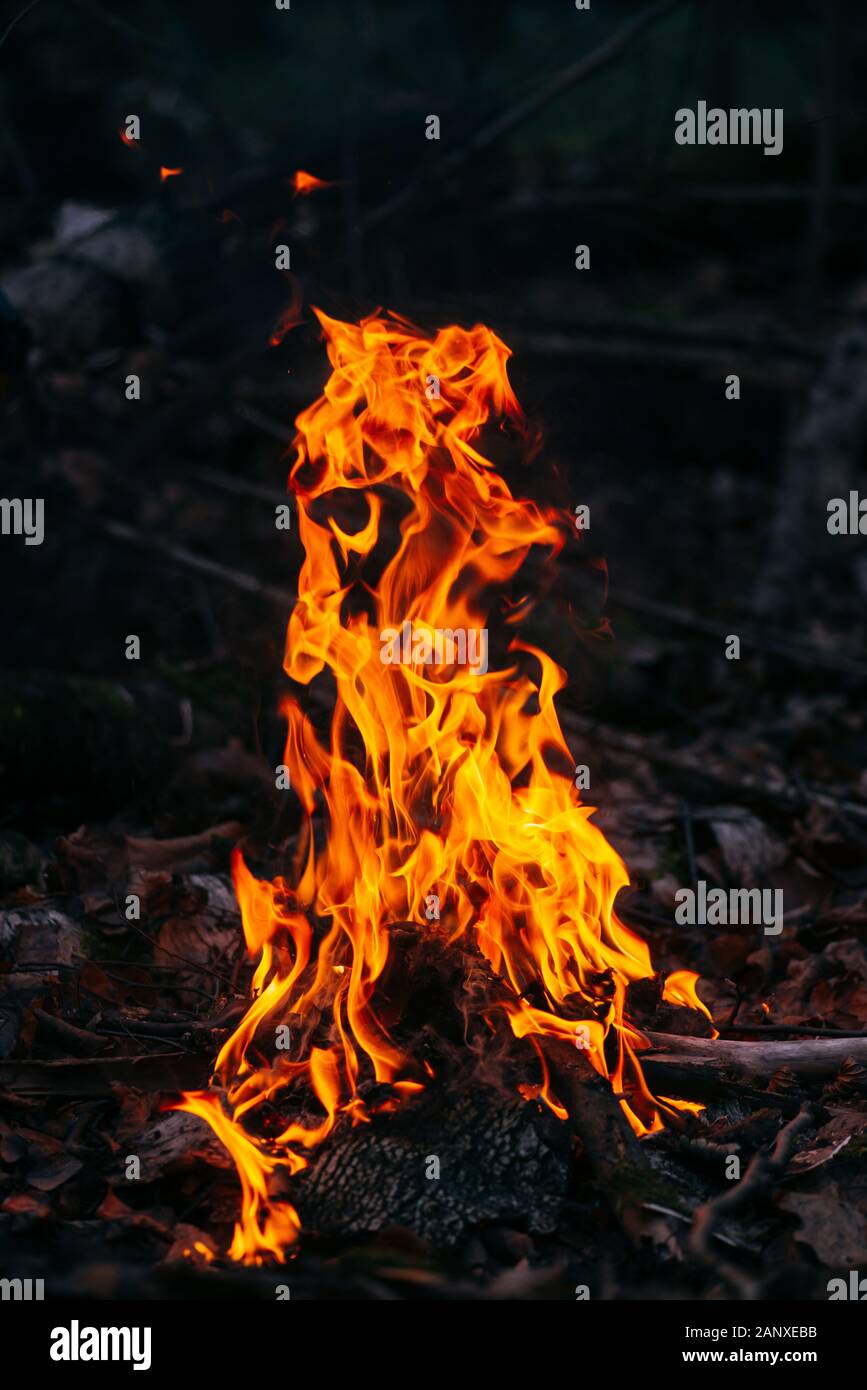 Burning wood at evening in the forest. Campfire at touristic camp at ...