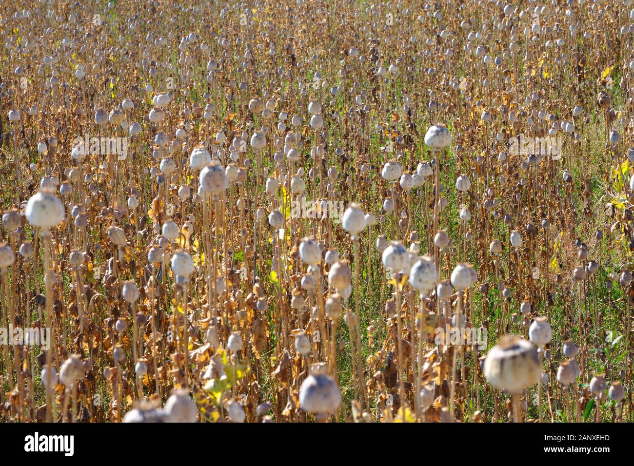 dried opium, poppy field. opium, poppy capsule and flowers. Agriculture ...