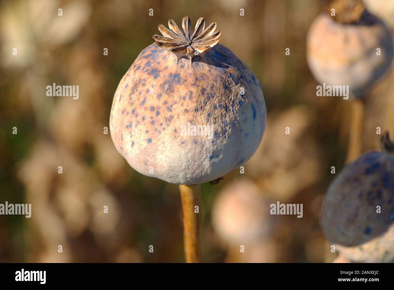 dried opium, poppy capsules. Agriculture of poppy plant. pharmaceutical ...
