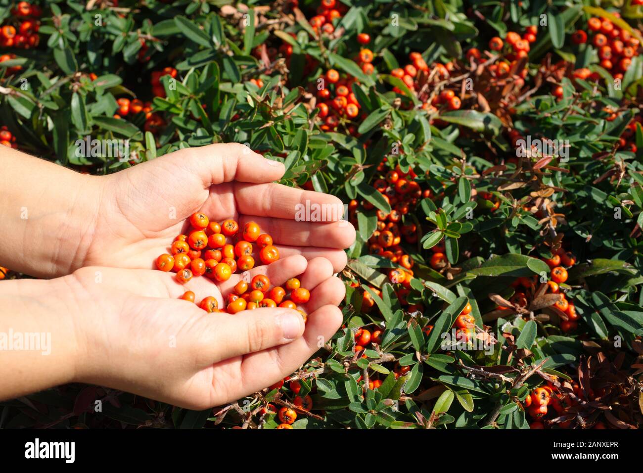 Latin name: Pyracantha Coccinea. orange pyracantha berries Stock Photo ...