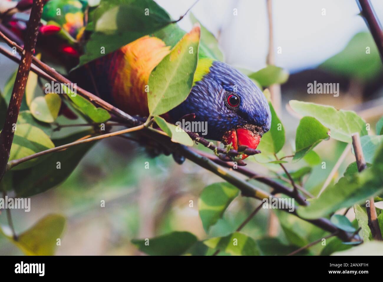 colorful Australian native Rainbow Lorikeet parrots up a tree shot with ...