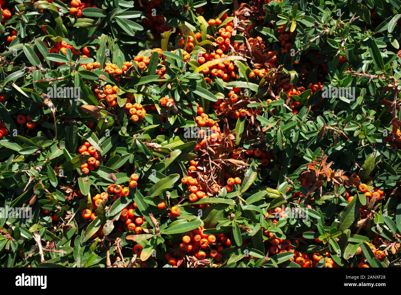 Latin name: Pyracantha Coccinea. orange pyracantha berries Stock Photo ...