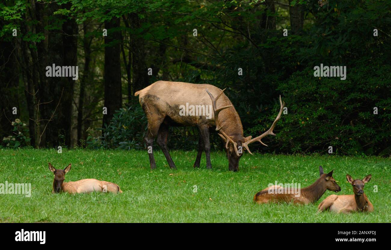 Bull Elk With Three Young Elk in field Stock Photo - Alamy