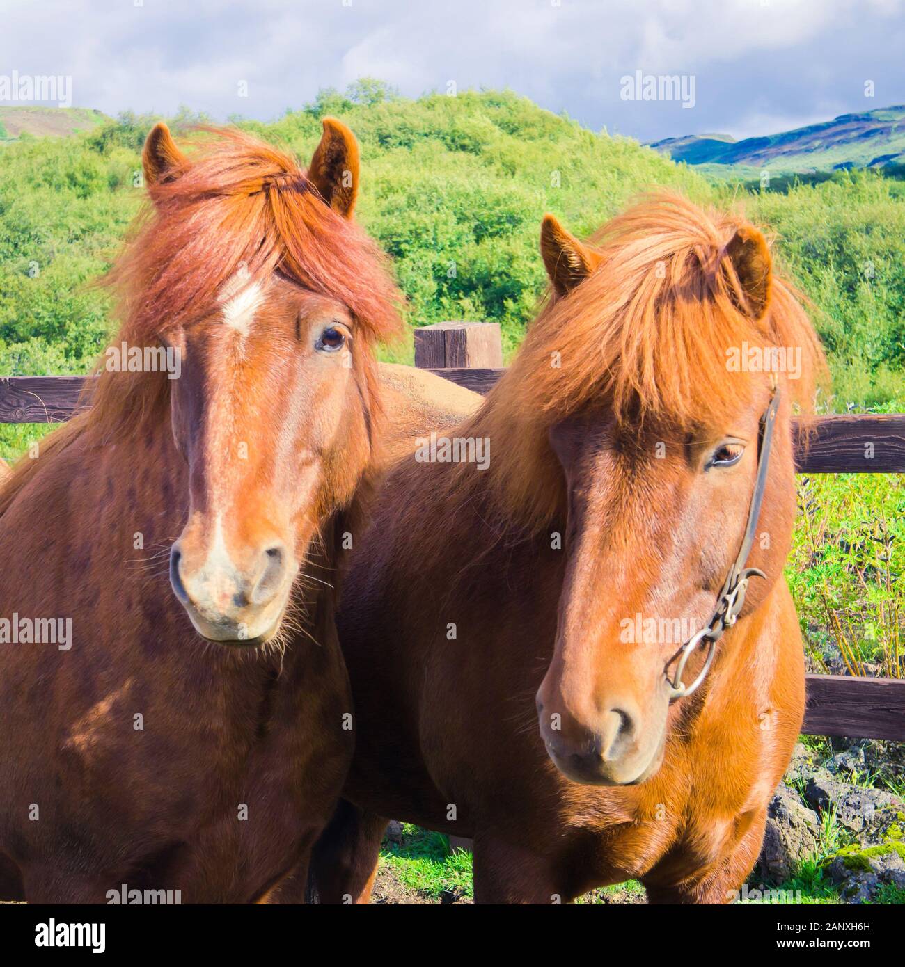 Icelandic horses north reykjavik hi-res stock photography and images ...