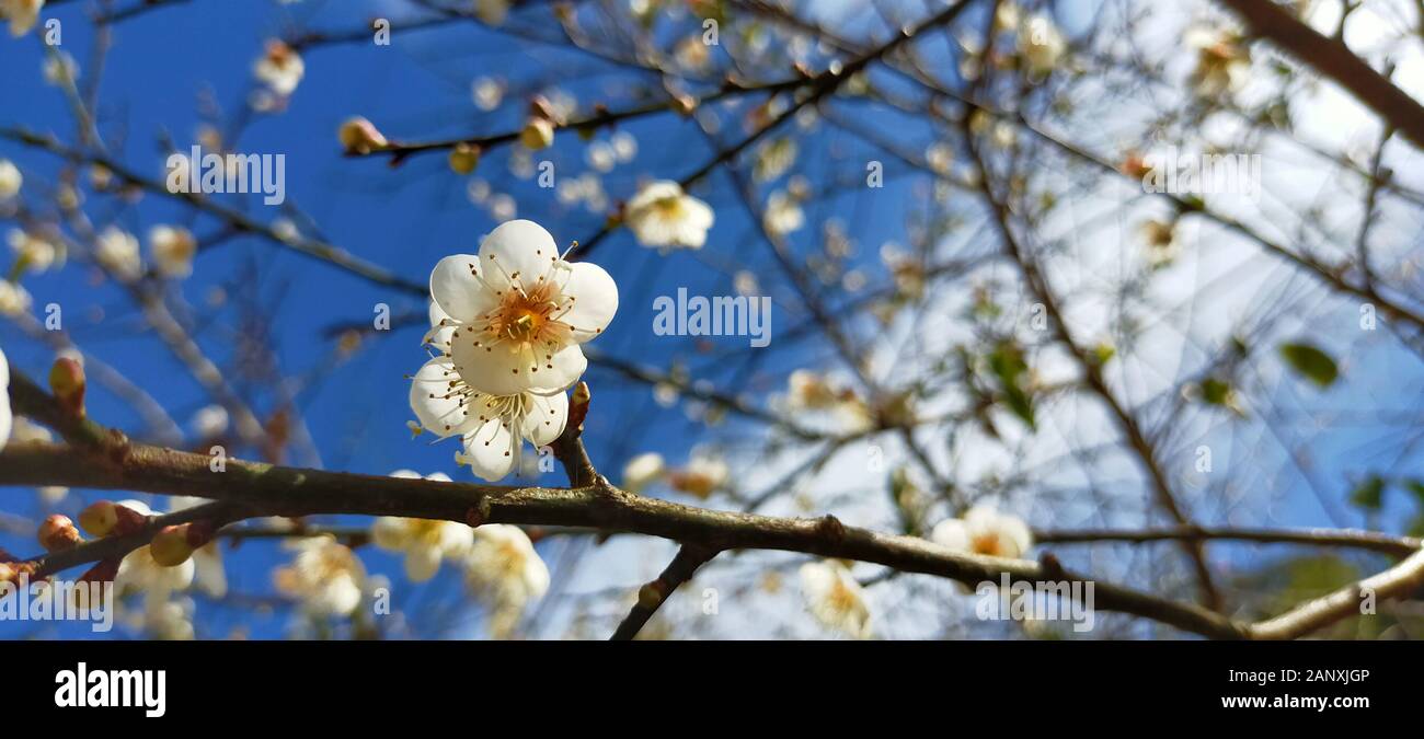 Prunus mume is an East Asian tree species. Its flower are with white or ...