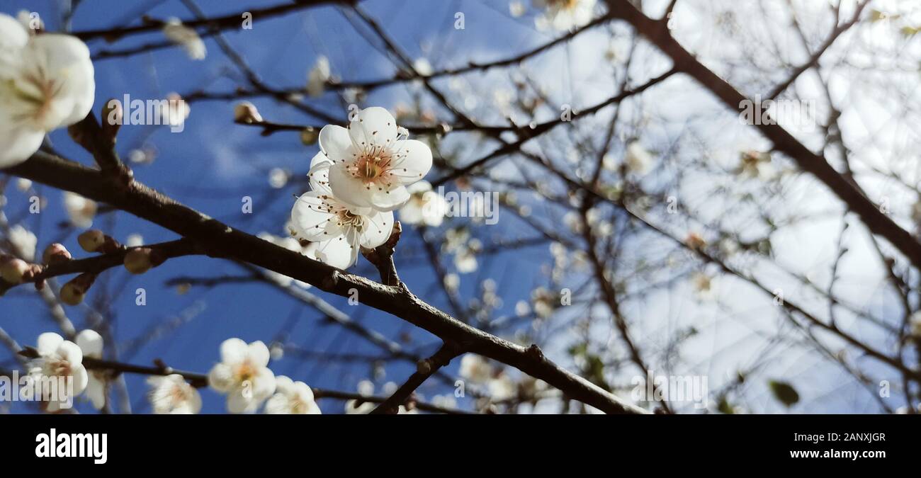 Prunus mume is an East Asian tree species. Its flower are with white or ...