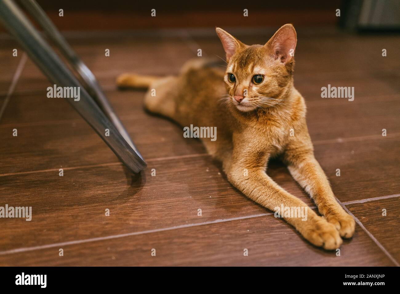 Abyssinian Funny Cat lies and rests on the tiled floor in the kitchen ...