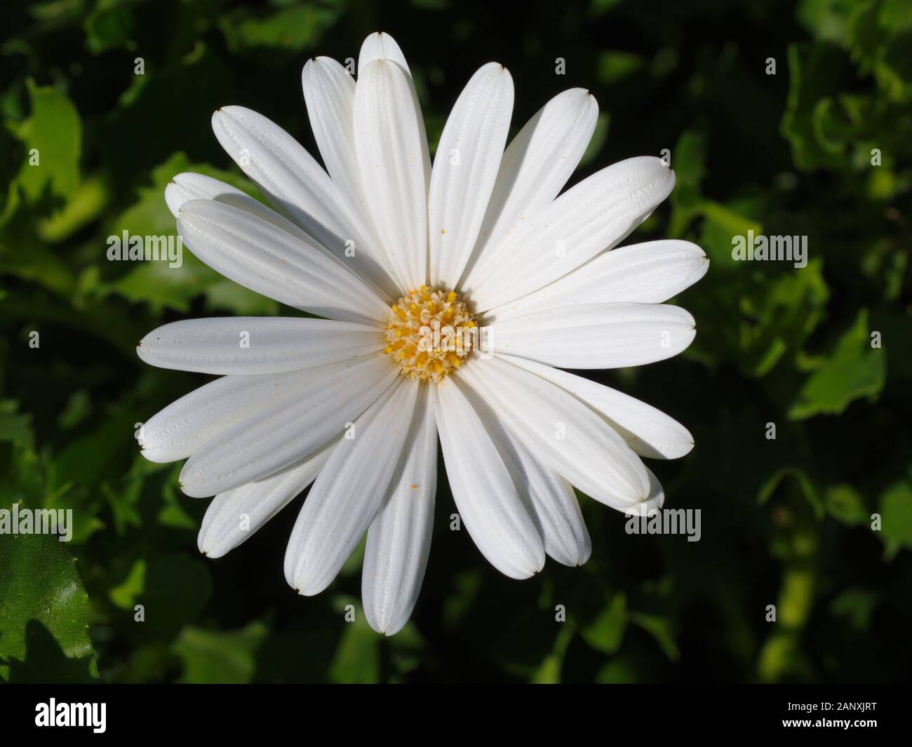 Fibonacci daisy hi-res stock photography and images - Alamy