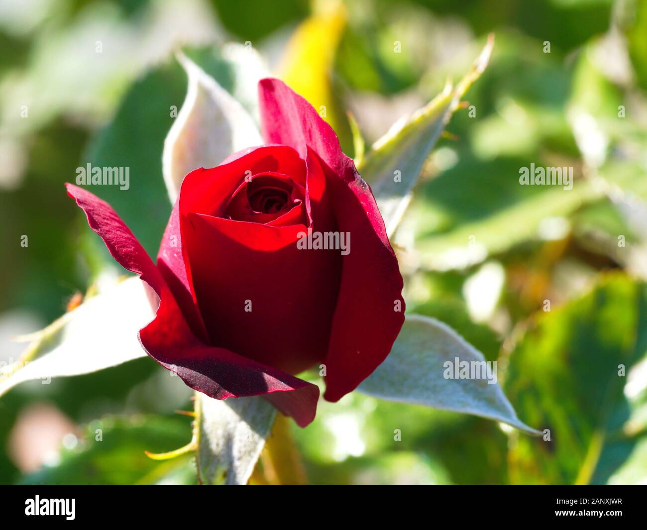 Fibonacci rule hi-res stock photography and images - Alamy