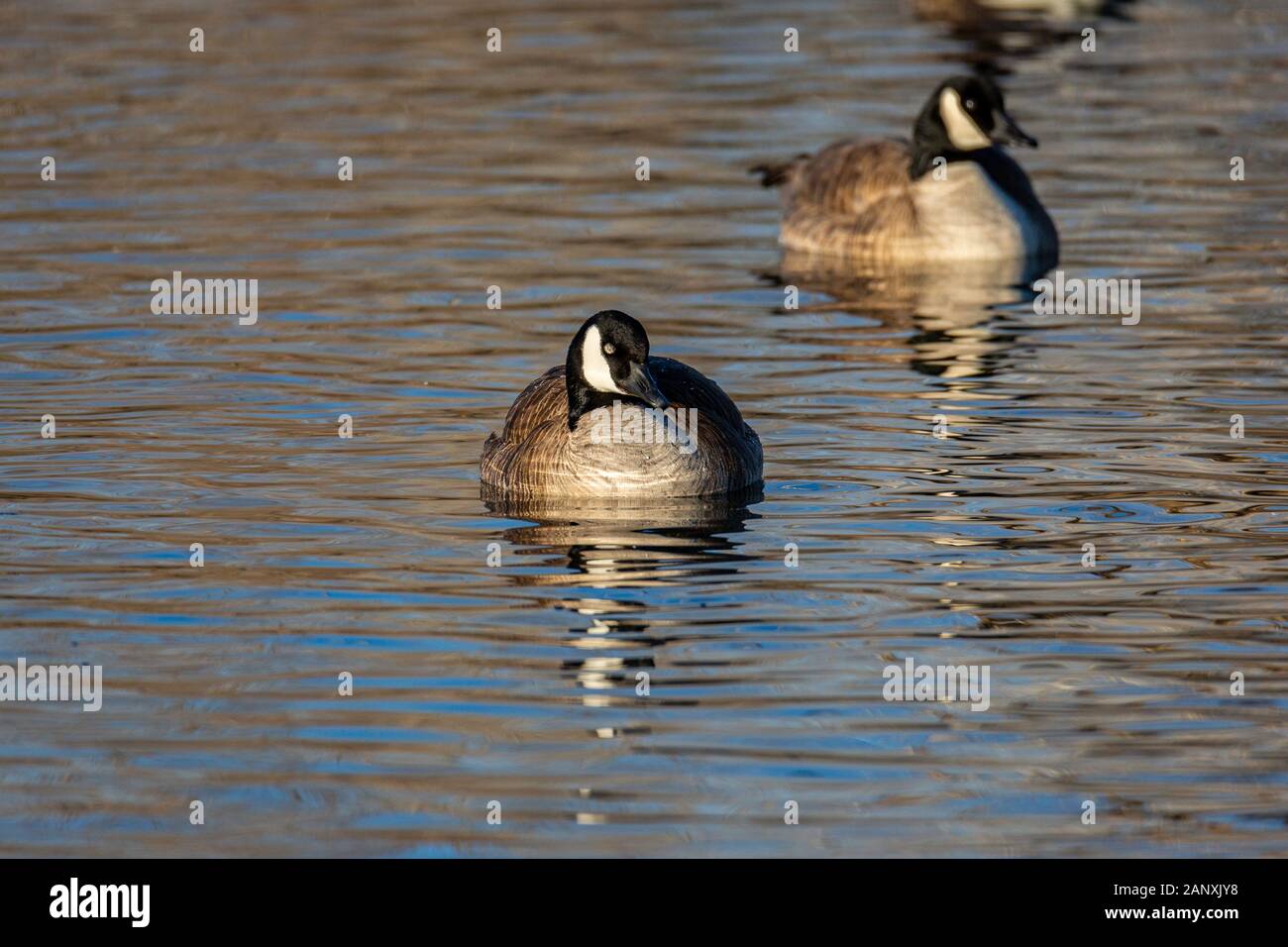 Lesser canada goose hi-res stock photography and images - Alamy