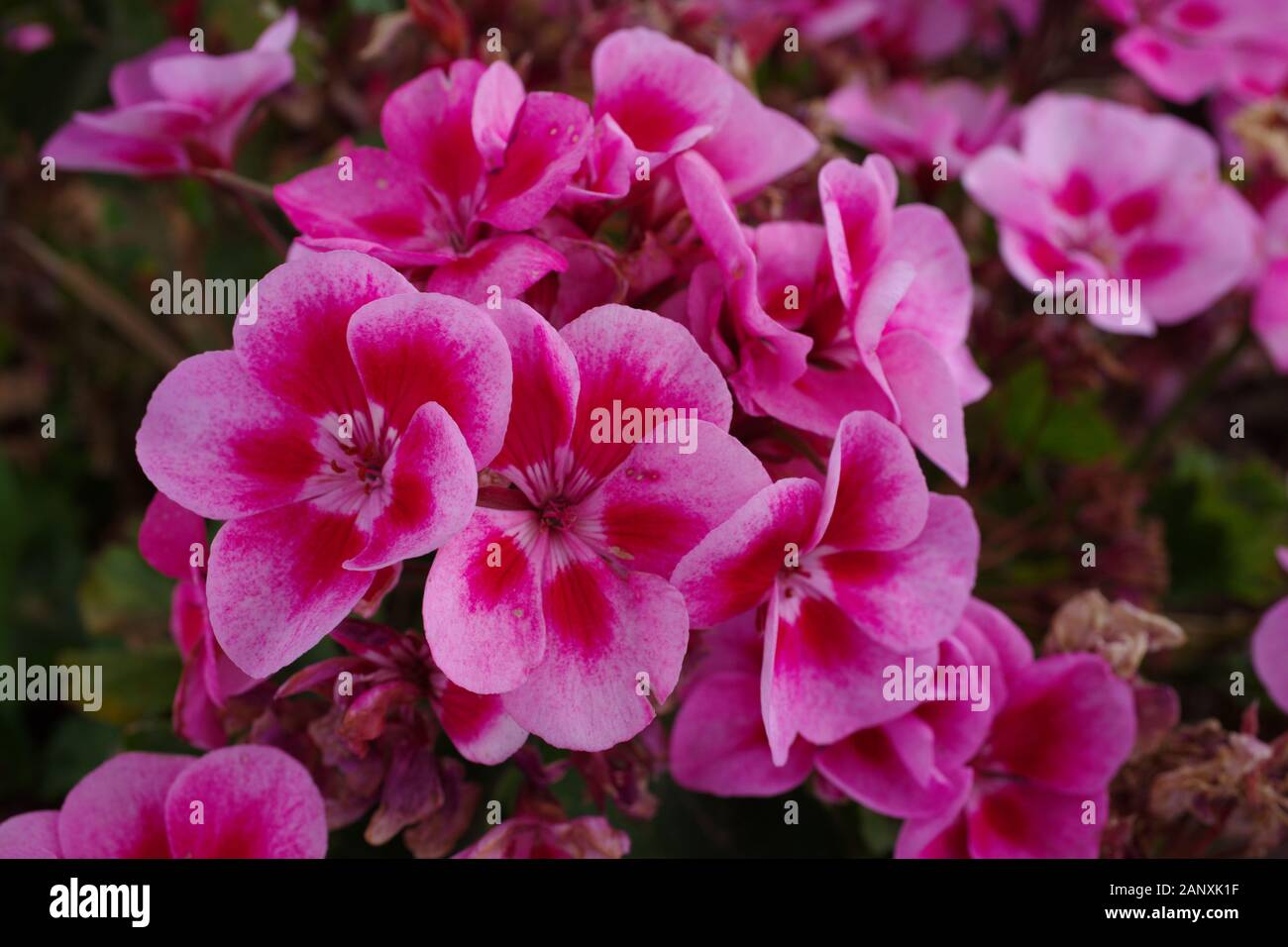 Fibonacci Daisy High Resolution Stock Photography and Images - Alamy