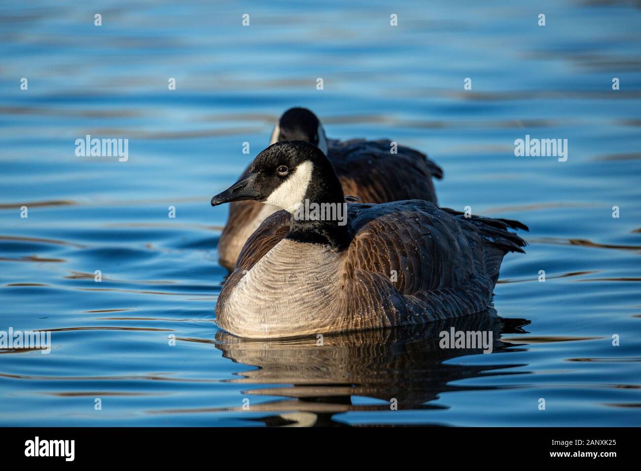 Lesser Canada Goose (Branta canadensis) resting on pond Stock Photo - Alamy