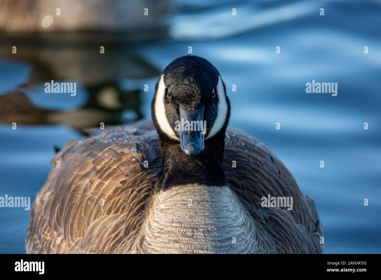 Lesser canada goose hi-res stock photography and images - Alamy