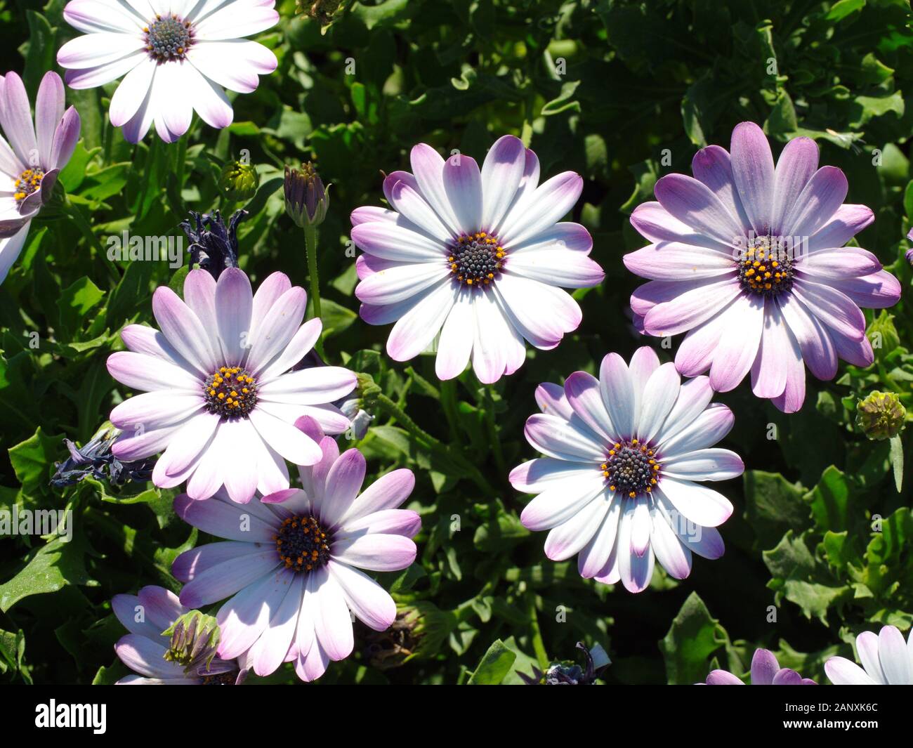 Fibonacci daisy hi-res stock photography and images - Alamy