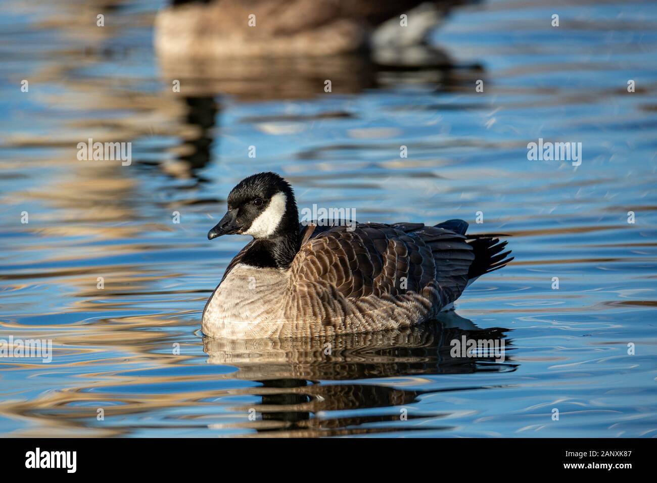 Cackling goose (Branta hutchinsii) resting in roosting pond Colorado ...