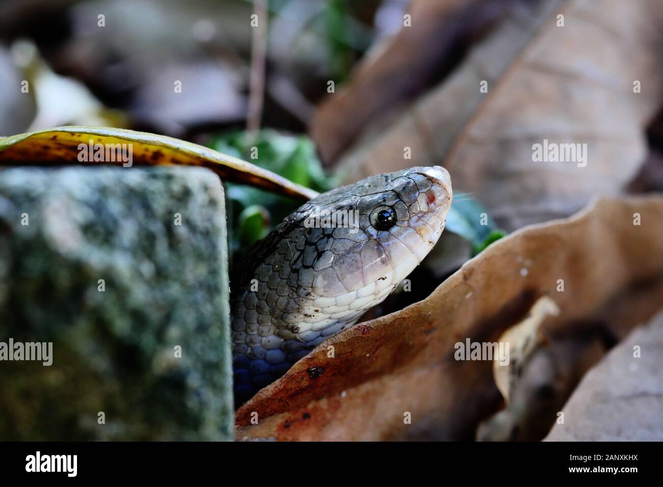 Close - up head of The Banded kukri snake ( Oligodon fasciolatus ) in ...
