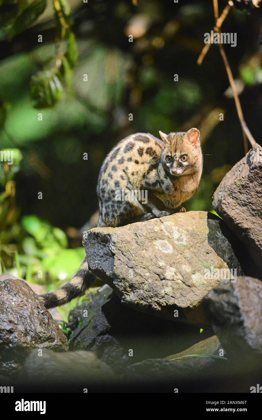 Rare and elusive Genet cat in very low Night light at Aberdare National ...