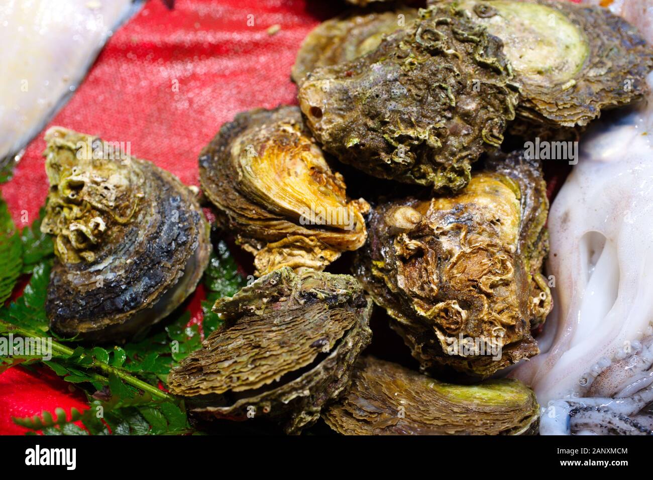 Fresh shell oysters at the Fish Market. oysters on fish counter Stock ...