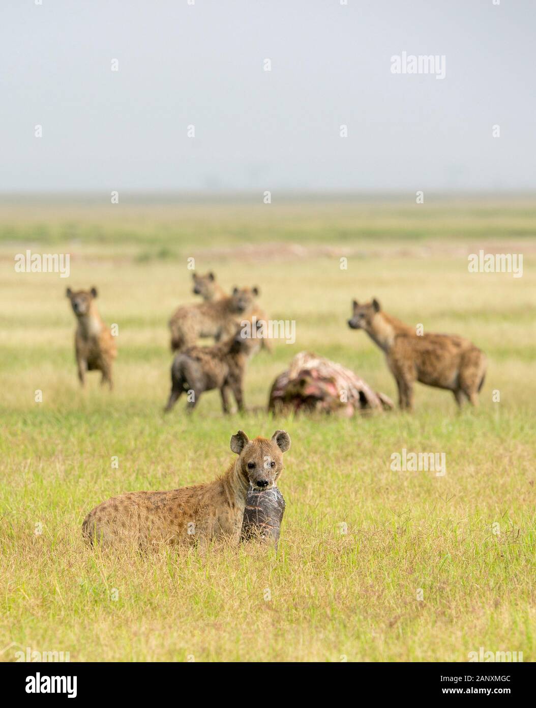 Spotted Hyena with a piece of meat at Amboseli National Park, Kenya ...